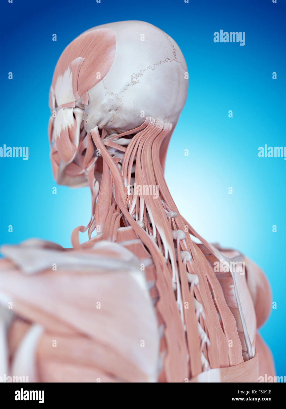 medically accurate illustration of the neck anatomy Stock Photo - Alamy