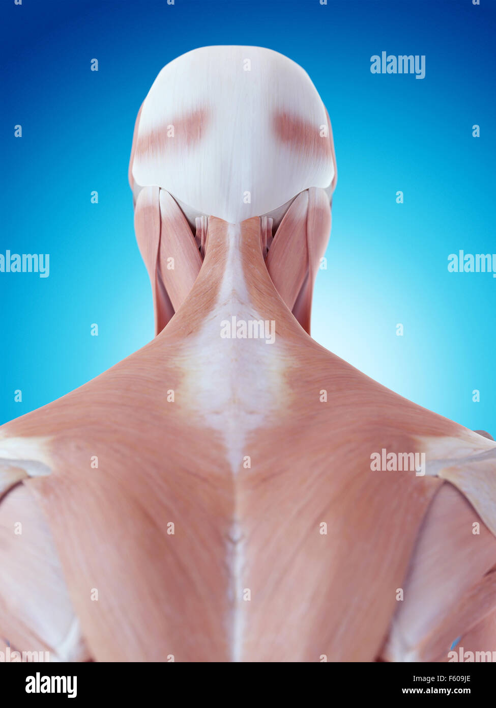 medically accurate illustration of the neck anatomy Stock Photo - Alamy