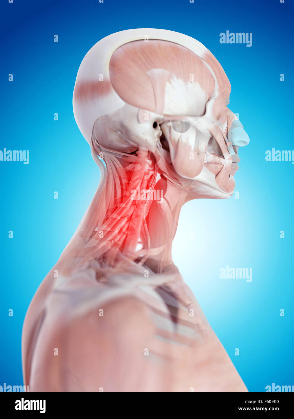 Human neck bones and muscle hi-res stock photography and images - Alamy