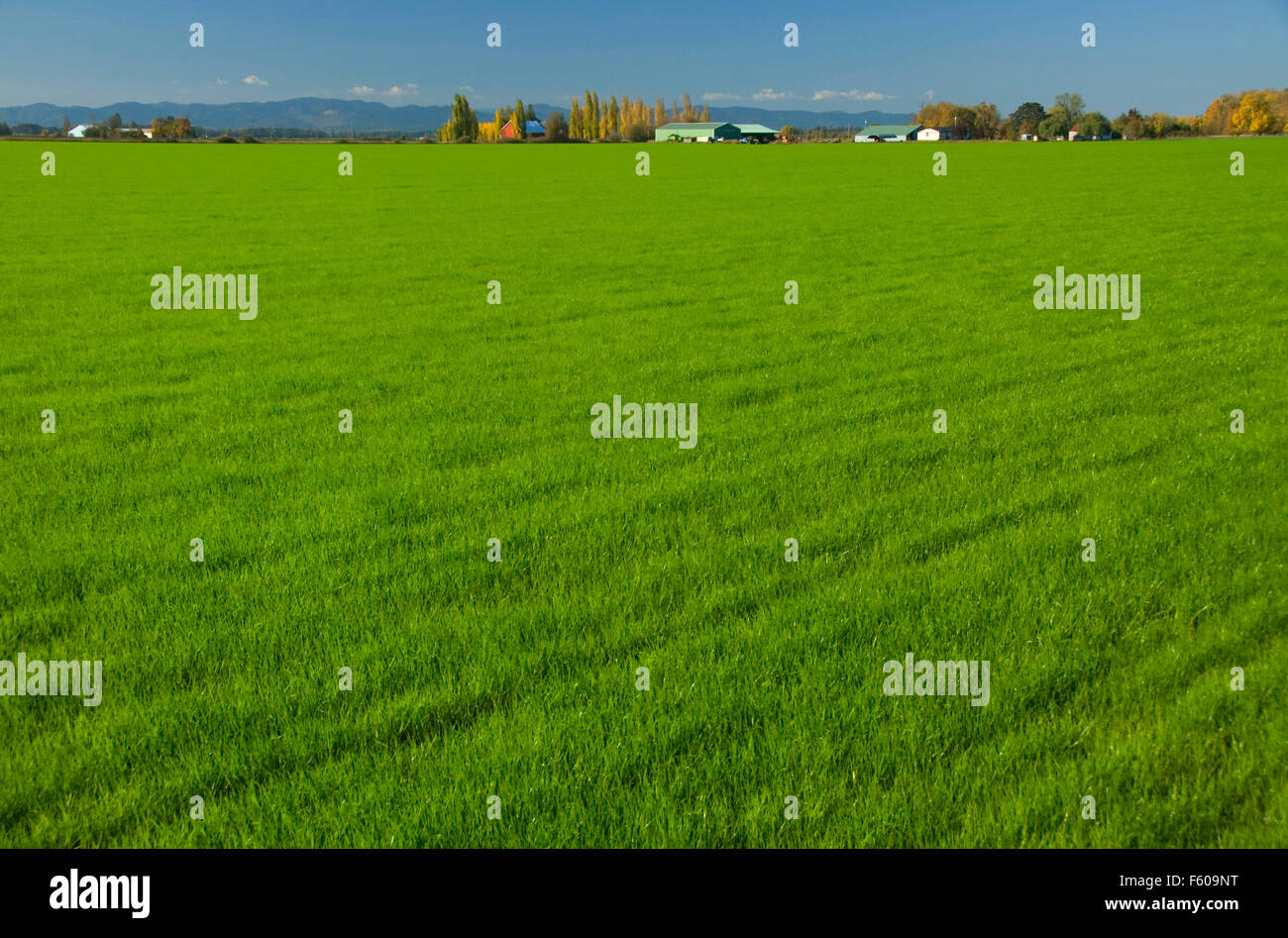 Grass field linn county oregon hi-res stock photography and images - Alamy