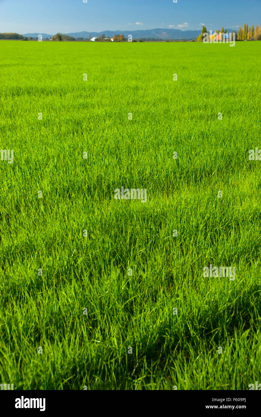 Grass field linn county oregon hi-res stock photography and images - Alamy