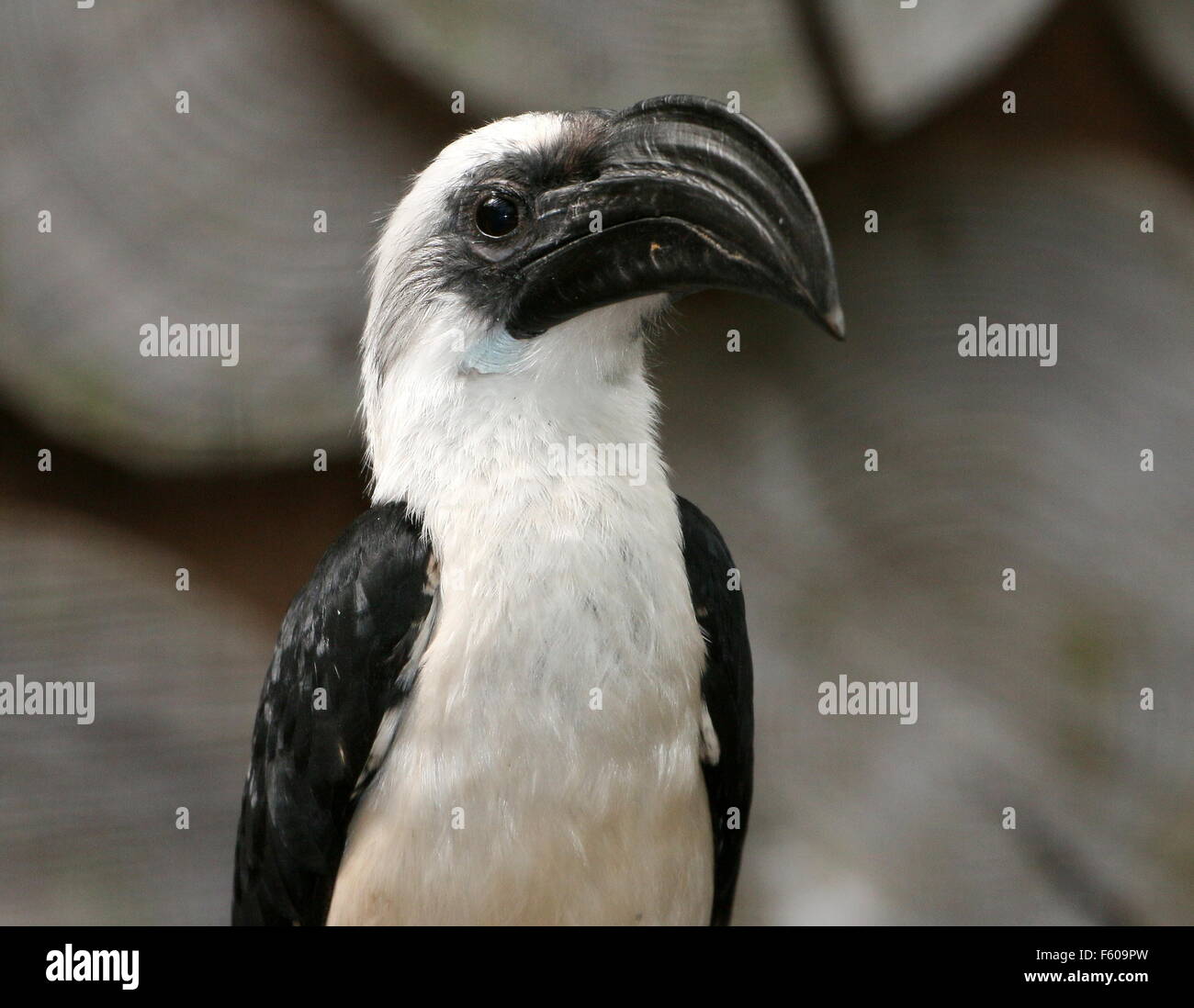 Von der deckens hornbills hi-res stock photography and images - Alamy