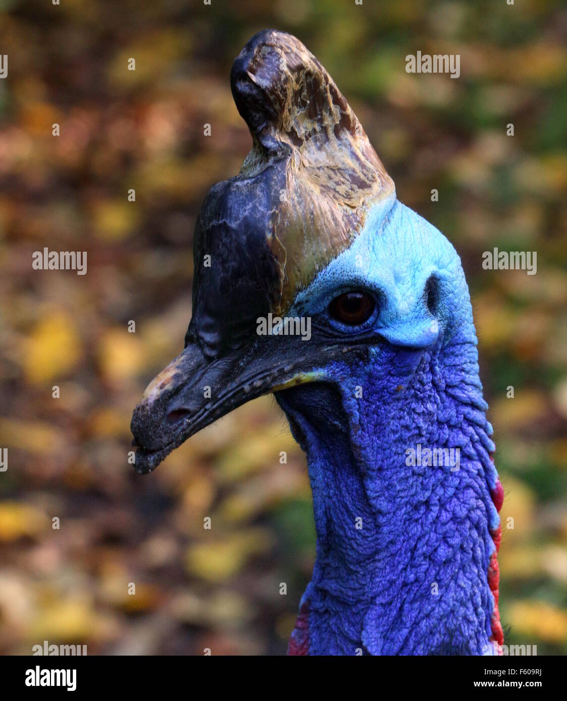 Australian Southern cassowary (Casuarius casuarius) a.k.a. double ...