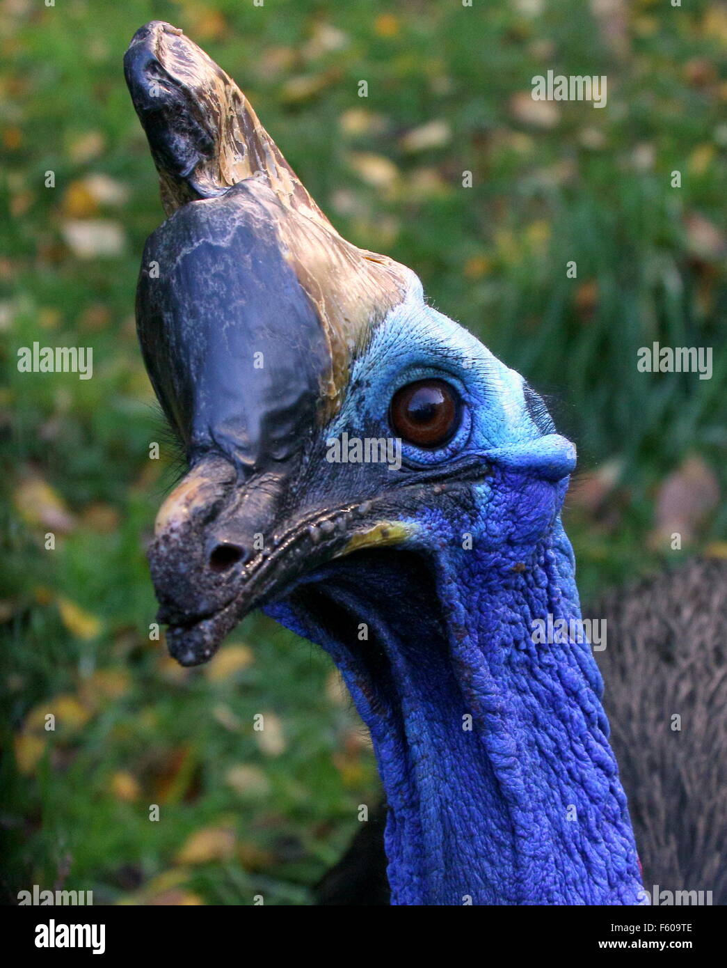 Cassowary profile hi-res stock photography and images - Alamy