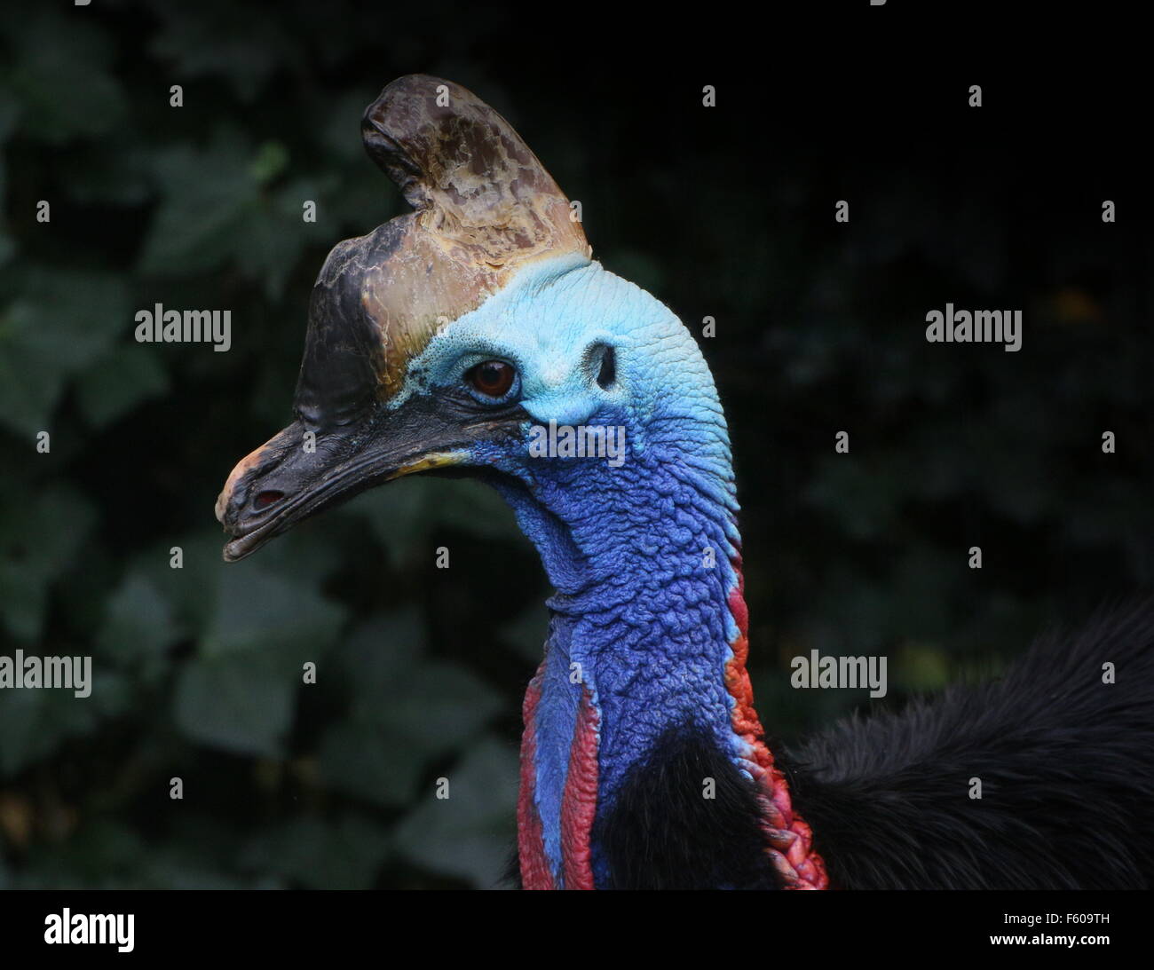 Head and upper body of an Australian Southern cassowary (Casuarius ...