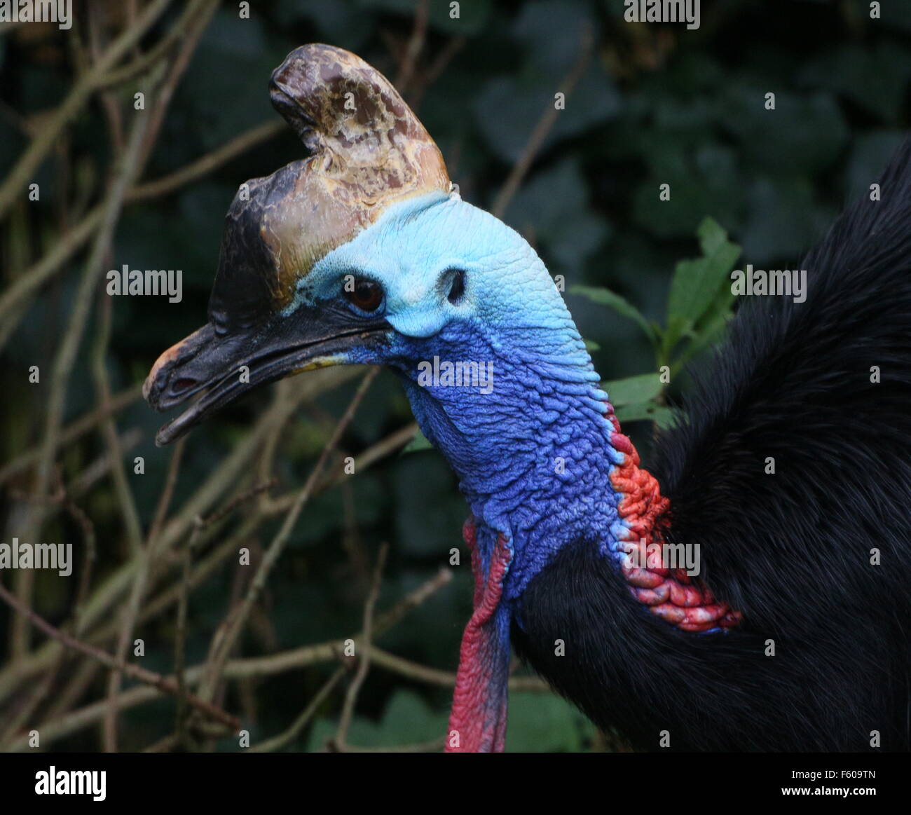 Head and upper body of an Australian Southern cassowary (Casuarius ...