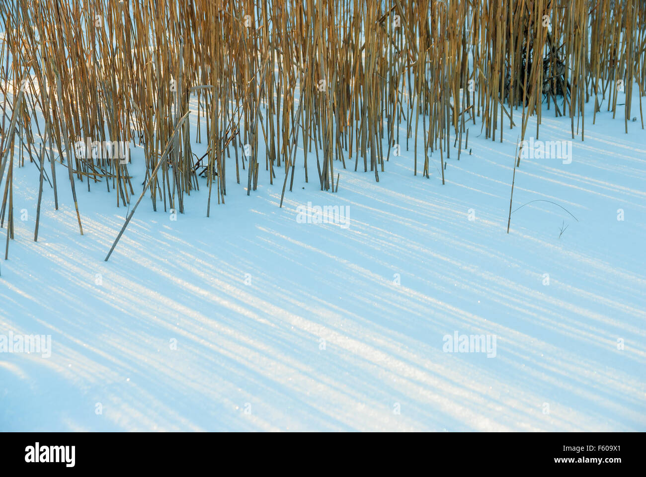 Dry marsh grass hi-res stock photography and images - Alamy