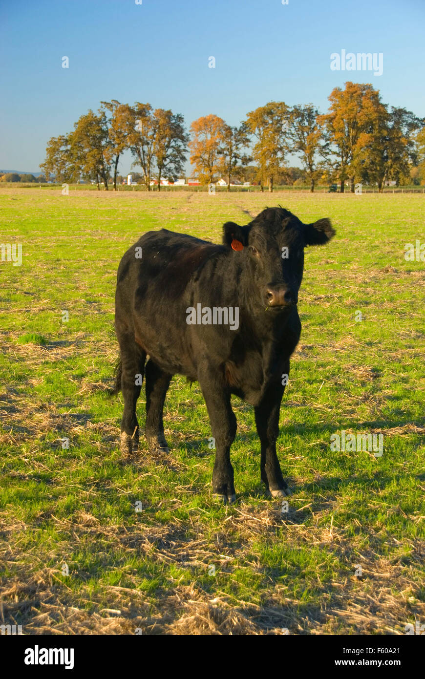 Cow, Linn County, Oregon Stock Photo - Alamy