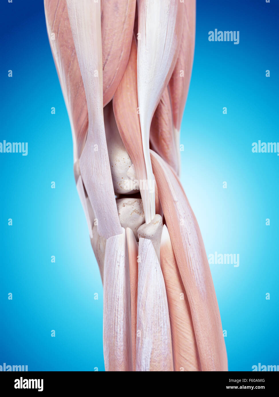 medically accurate illustration of the knee anatomy Stock Photo - Alamy