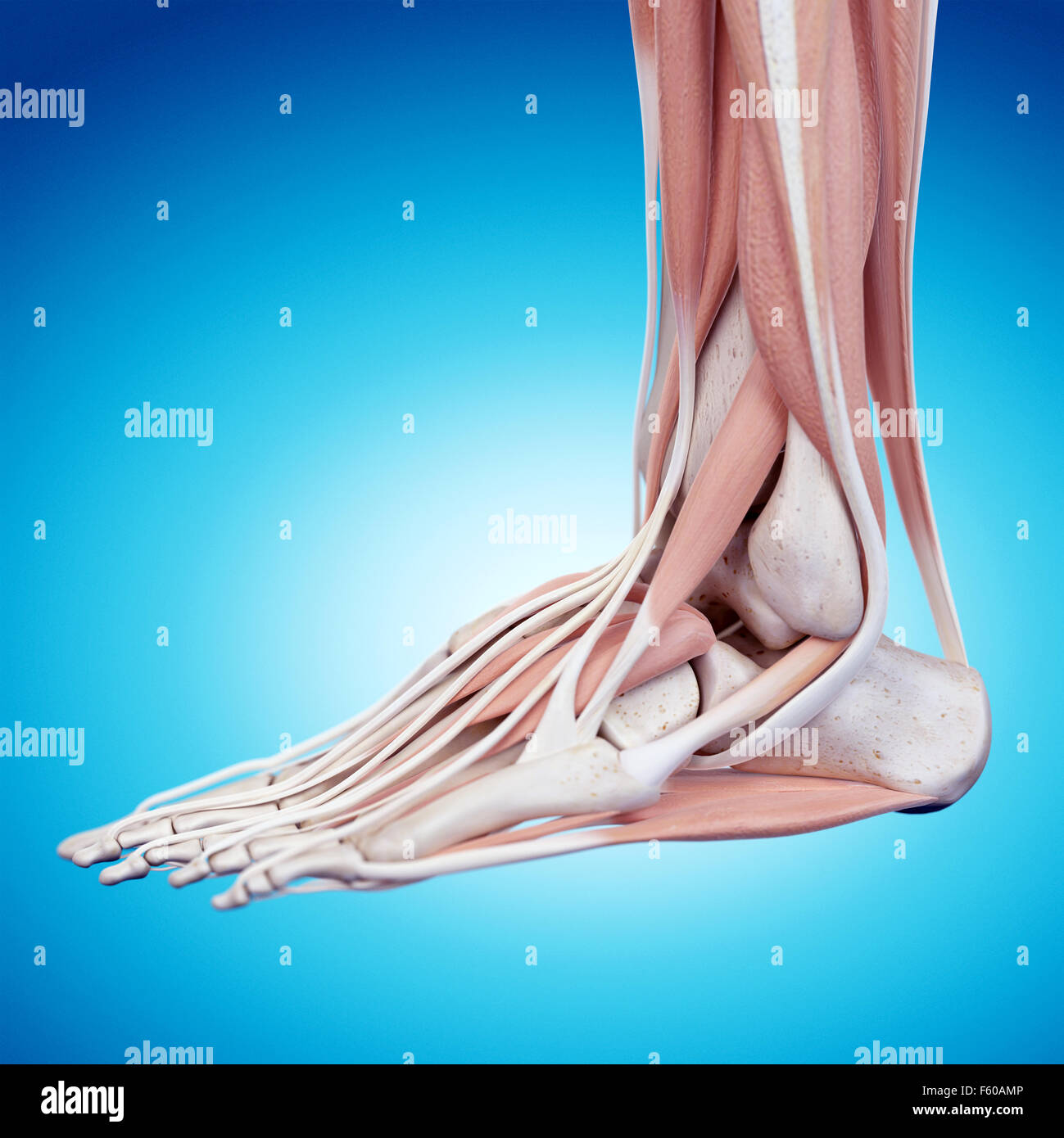 medically accurate illustration of the foot anatomy Stock Photo - Alamy