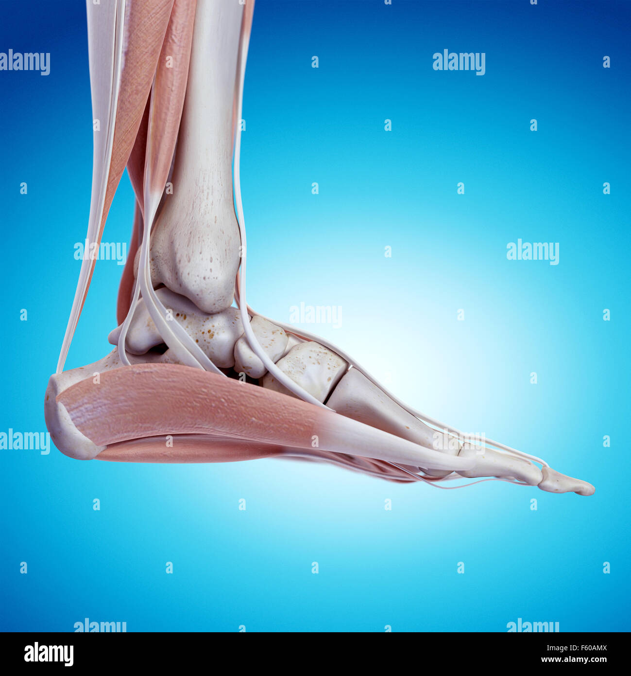 Medial anatomy foot hi-res stock photography and images - Alamy