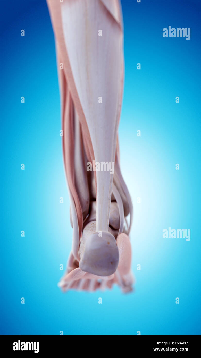 medically accurate illustration of the foot anatomy Stock Photo - Alamy