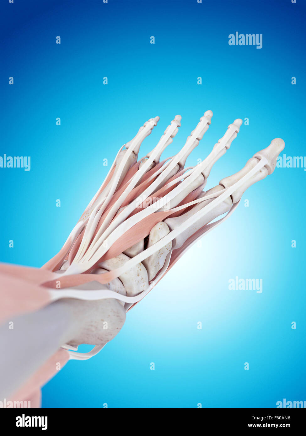medically accurate illustration of the foot anatomy Stock Photo - Alamy