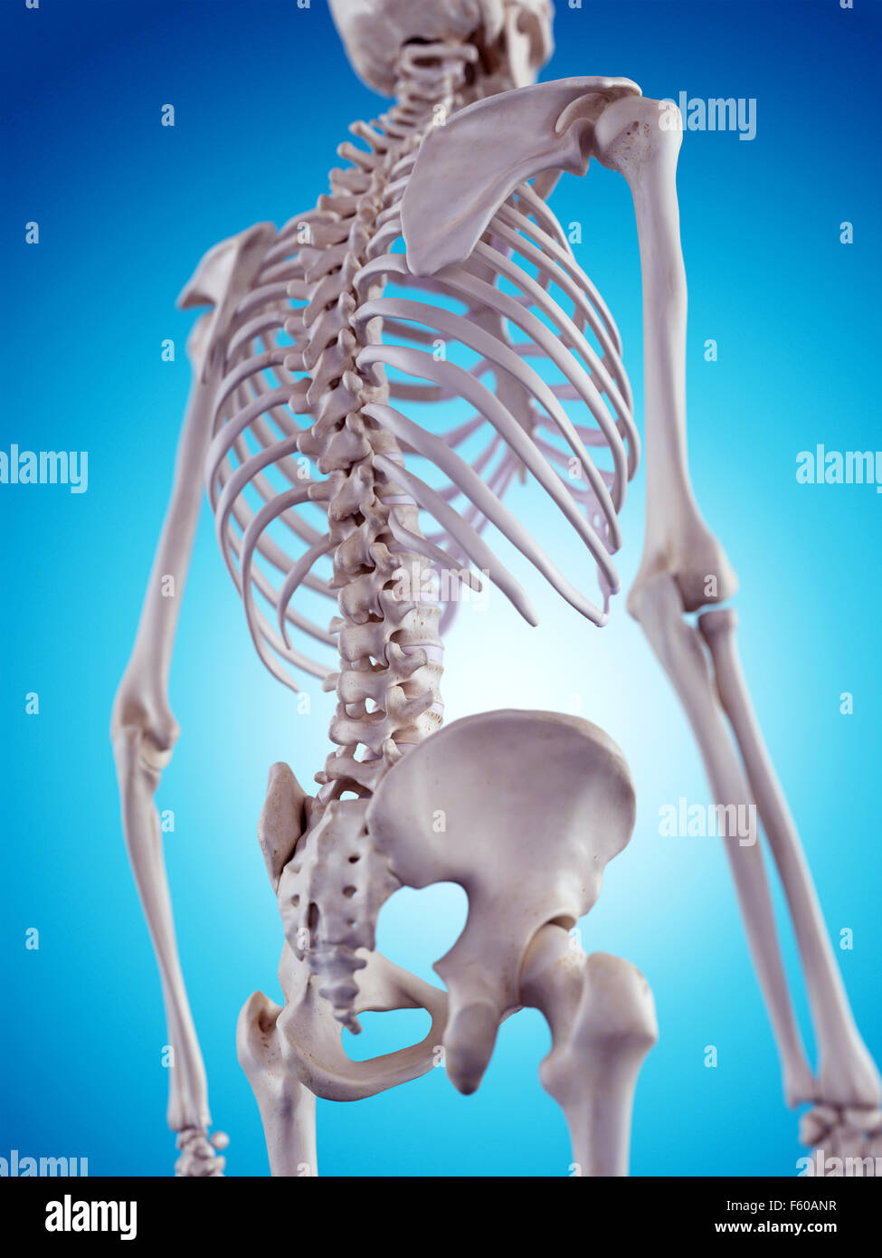 medically accurate illustration of the skeletal back Stock Photo - Alamy