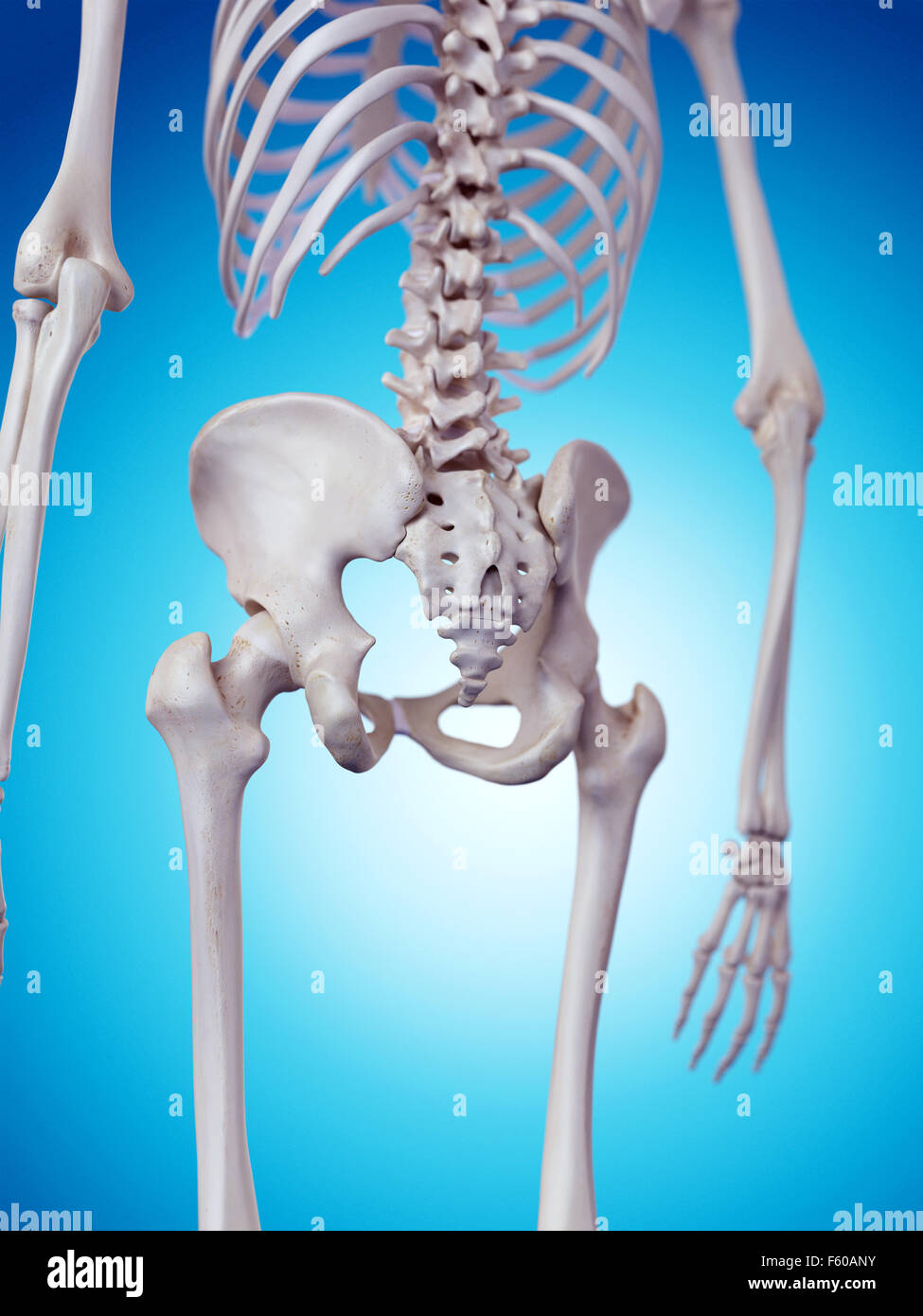medically accurate illustration of the hip bone Stock Photo - Alamy