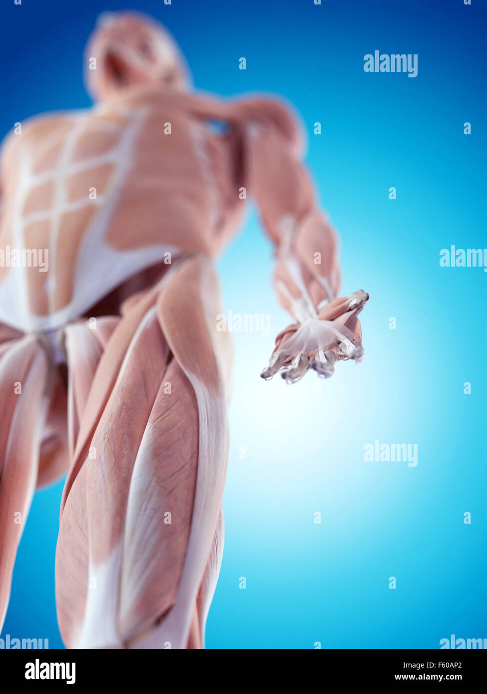 Hand anatomy hi-res stock photography and images - Alamy