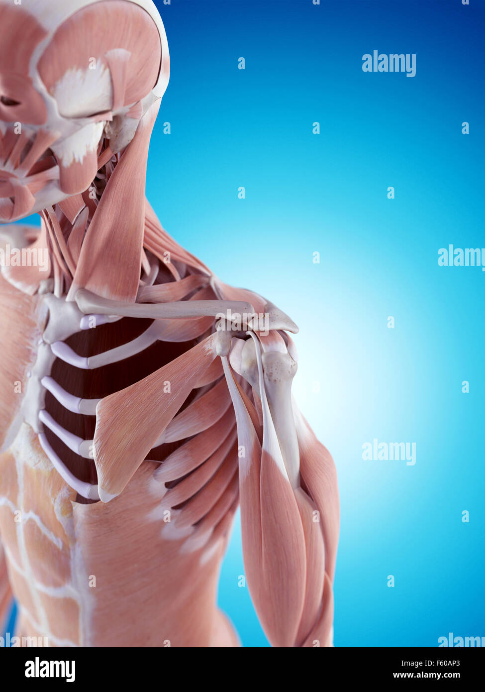 Shoulder anatomy hi-res stock photography and images - Alamy