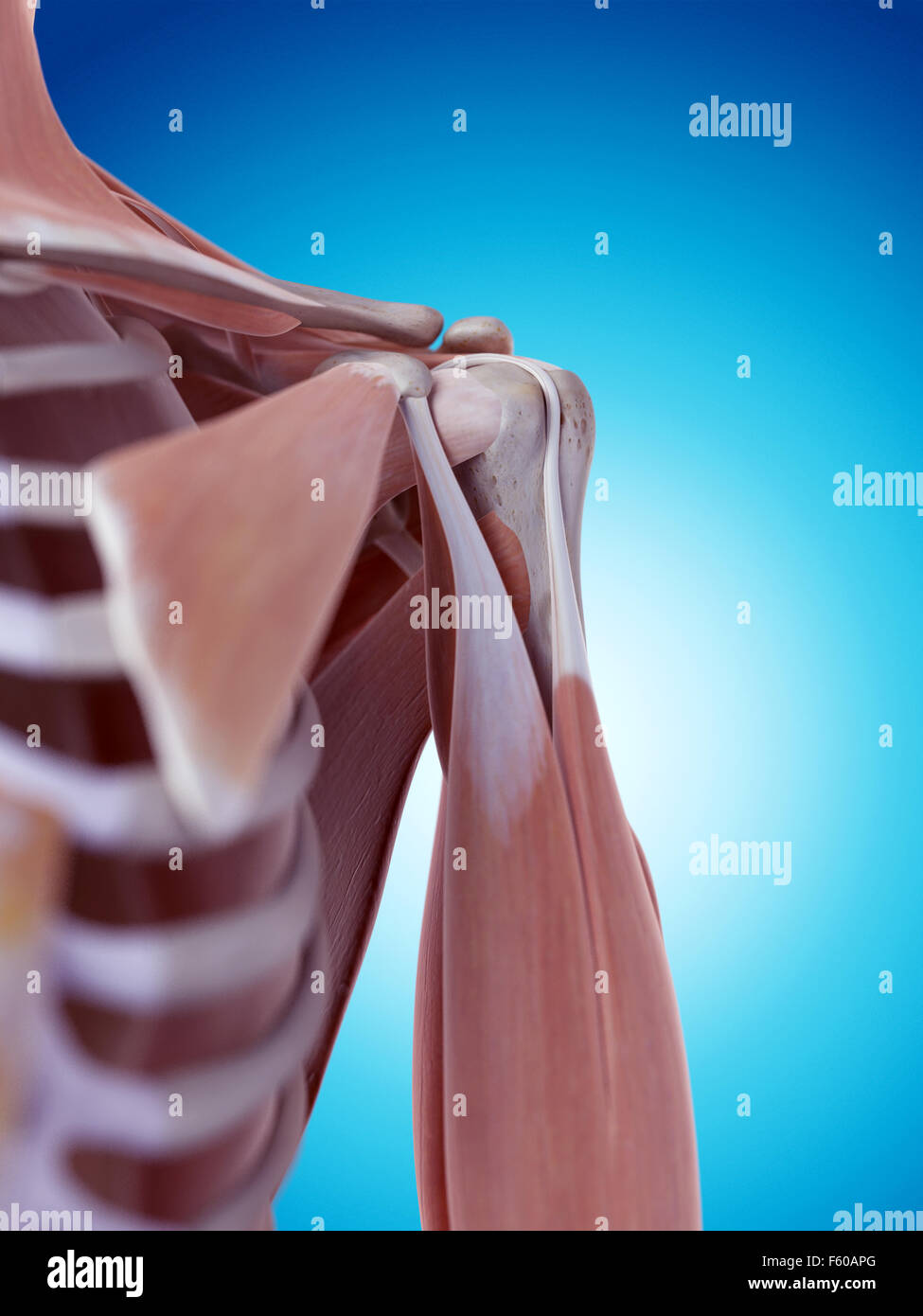 Shoulder anatomy hi-res stock photography and images - Alamy