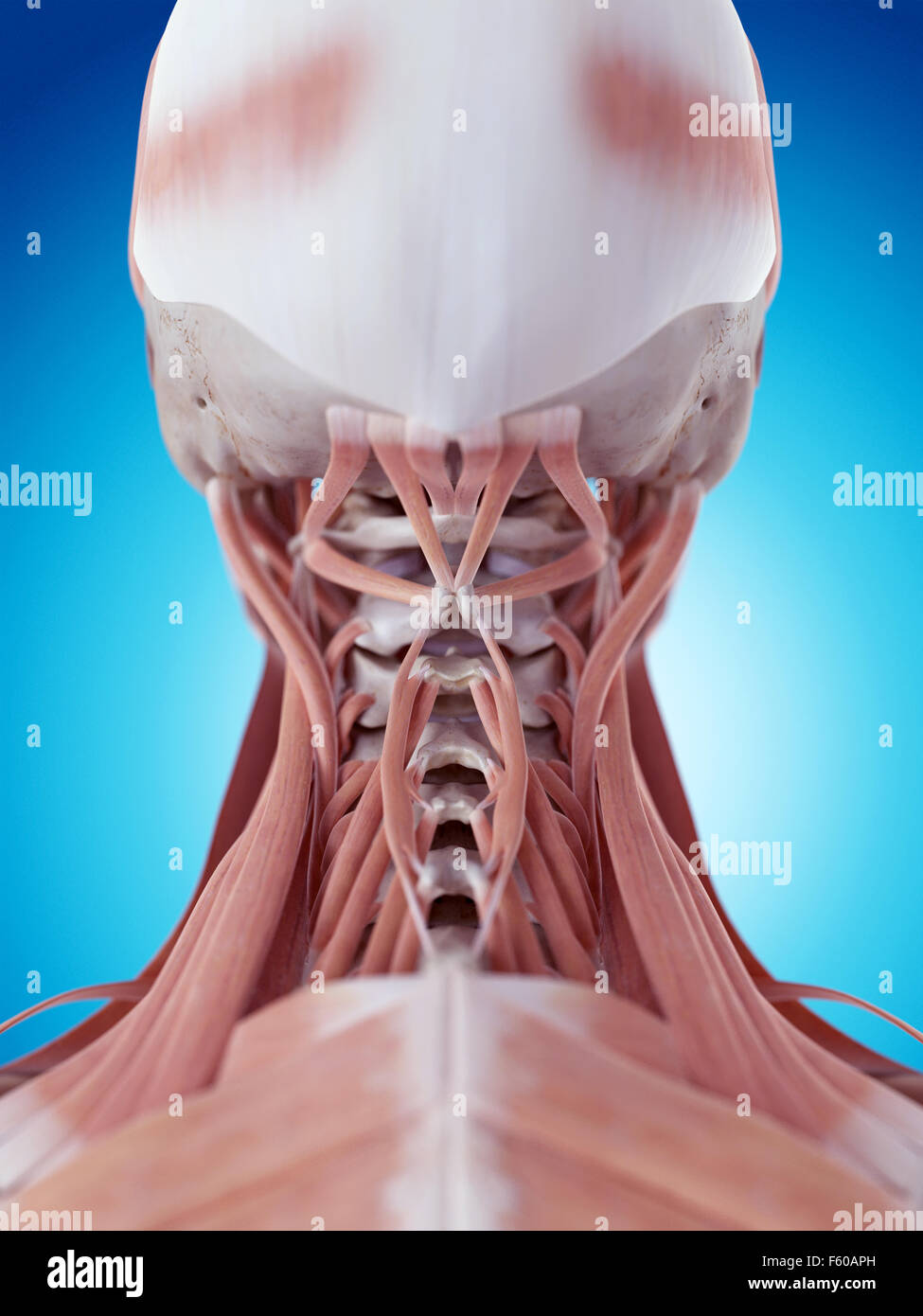 Human neck bones and muscle hi-res stock photography and images - Alamy