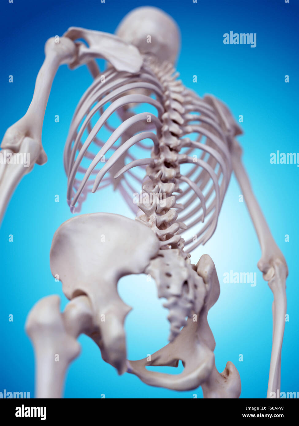 medically accurate illustration of the skeletal back Stock Photo - Alamy