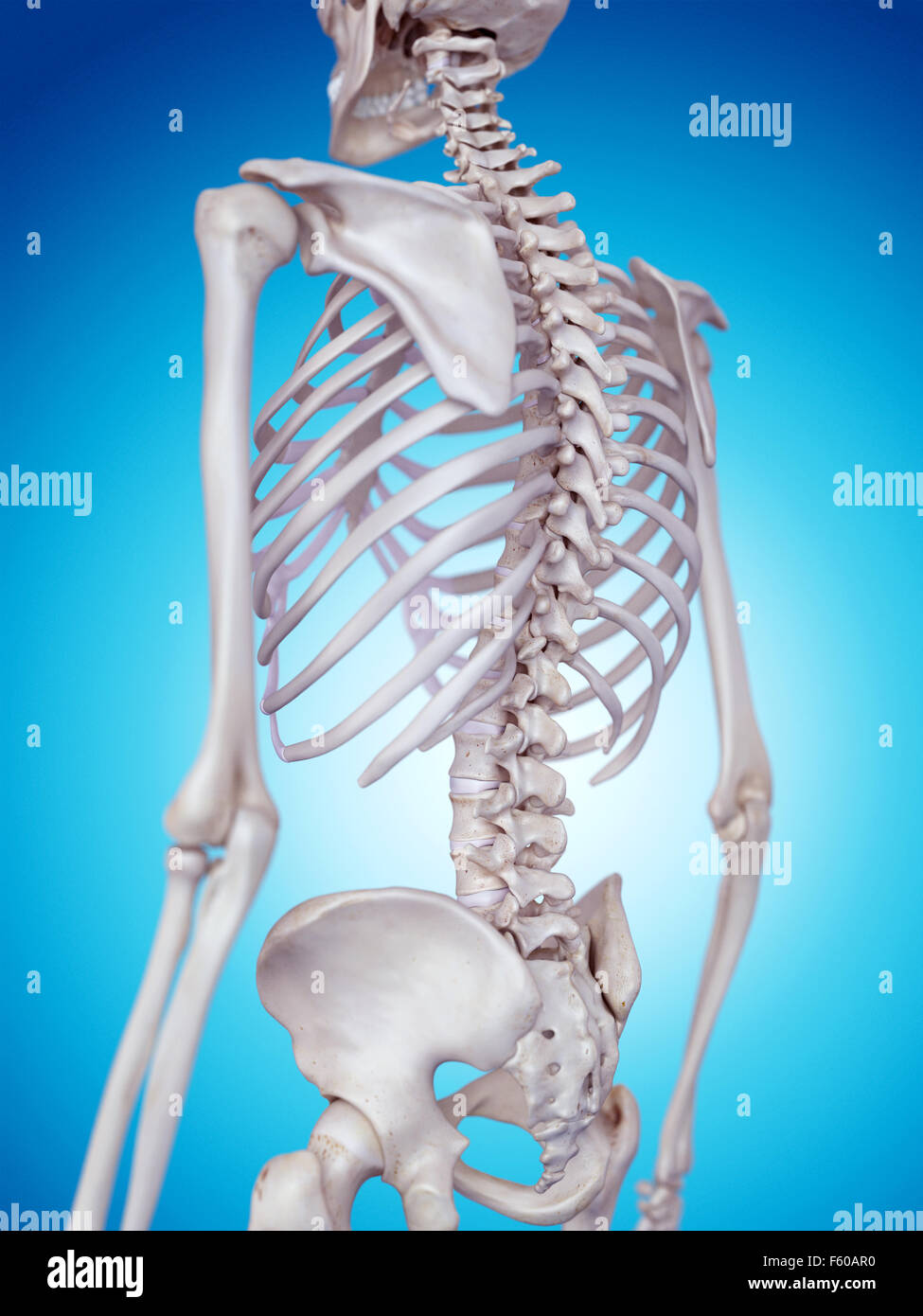 medically accurate illustration of the skeletal back Stock Photo - Alamy