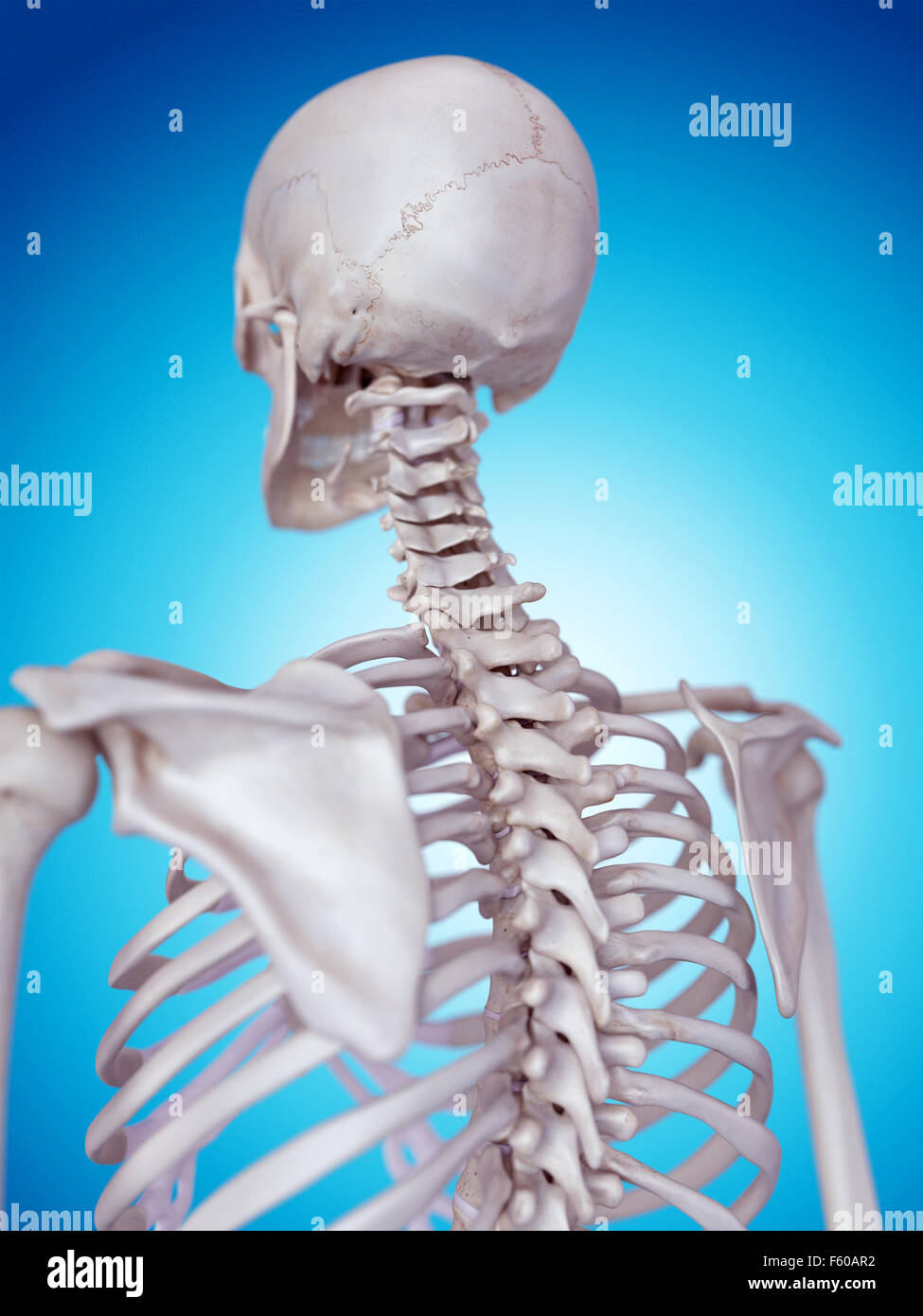 medically accurate illustration of the skeletal back Stock Photo - Alamy