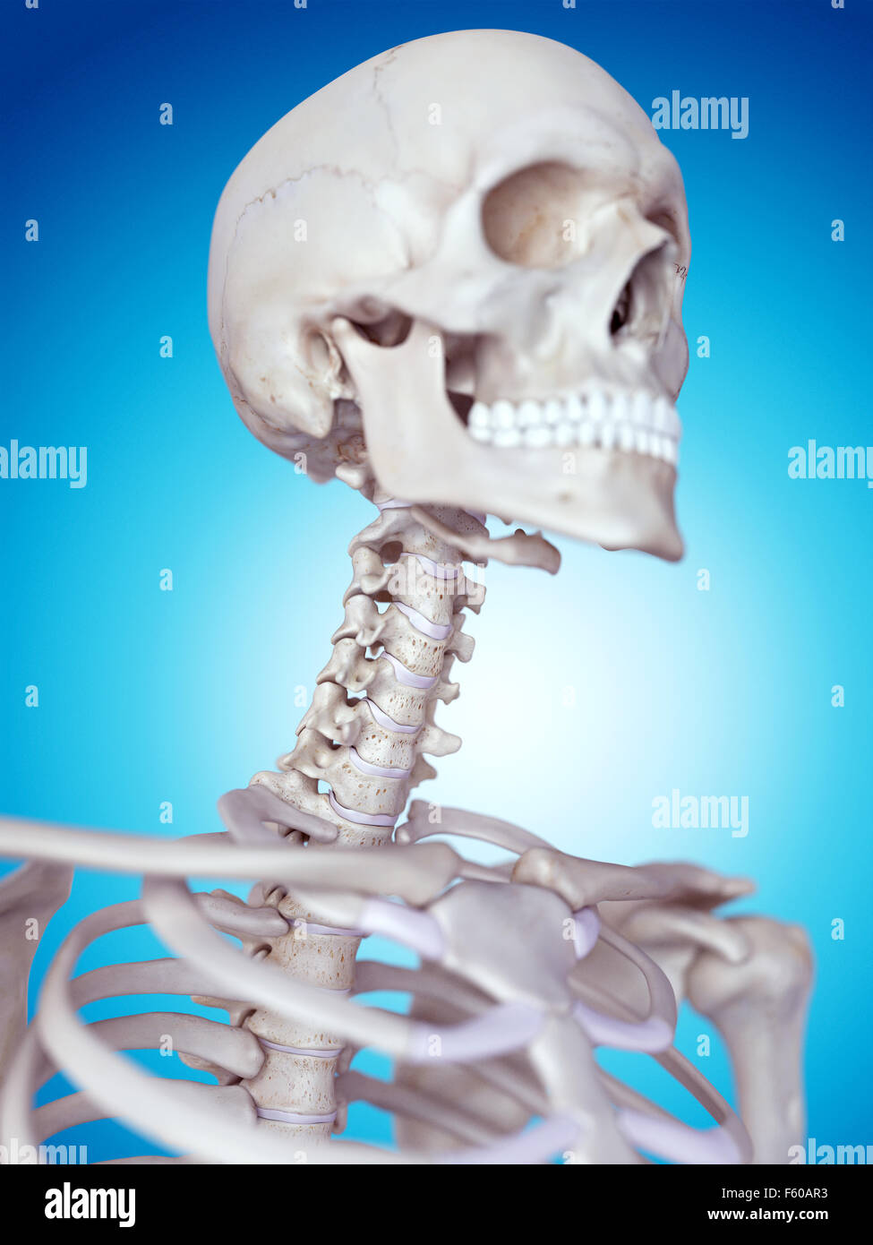 medically accurate illustration of the cervical spine Stock Photo - Alamy