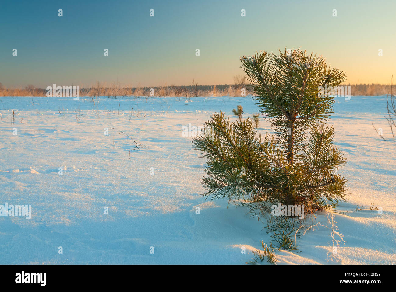 lonely little pine tree in a snowy field on a sunny day Stock Photo - Alamy