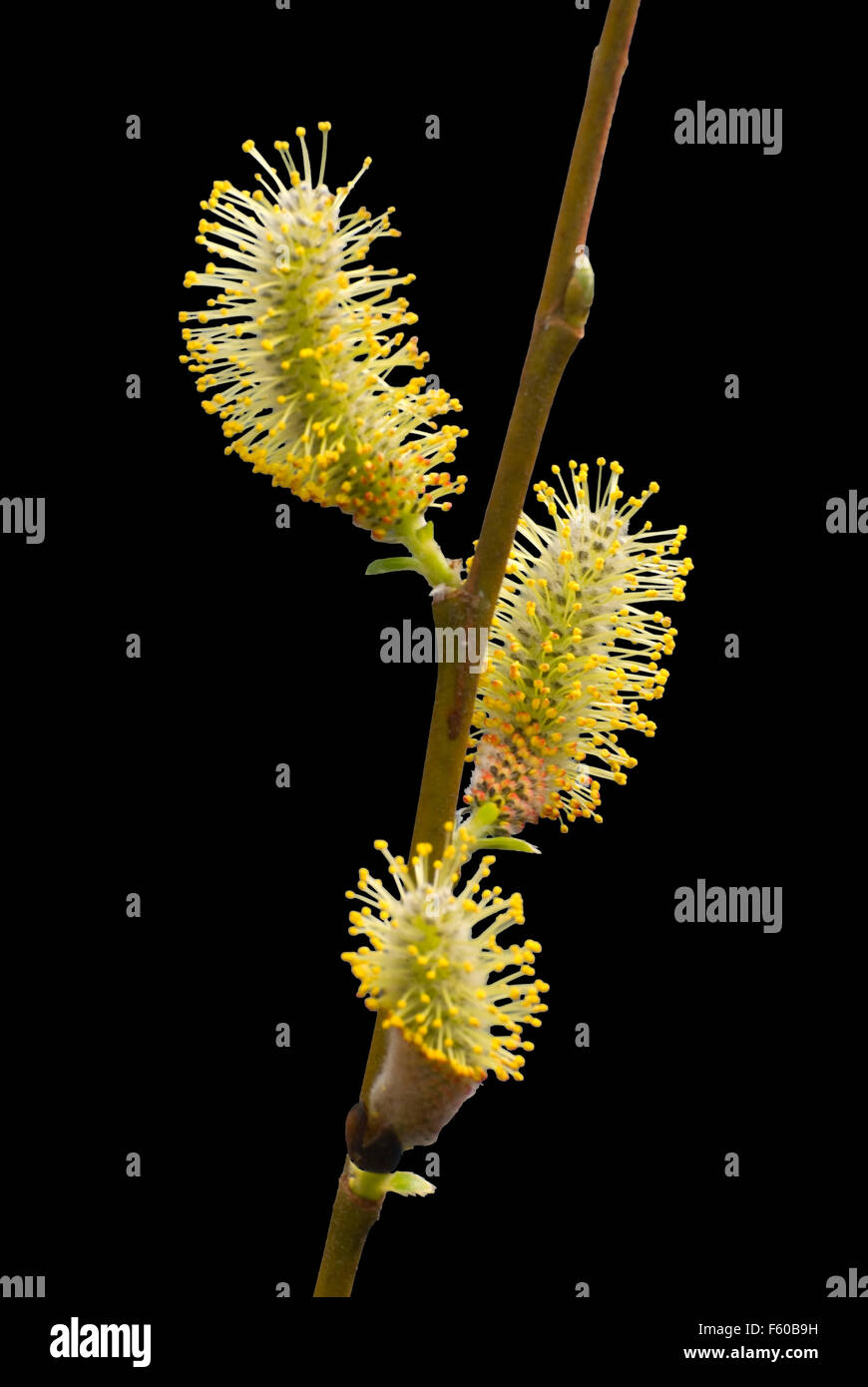 Pussy willow, EE Wilson Wildlife Area, Oregon Stock Photo - Alamy