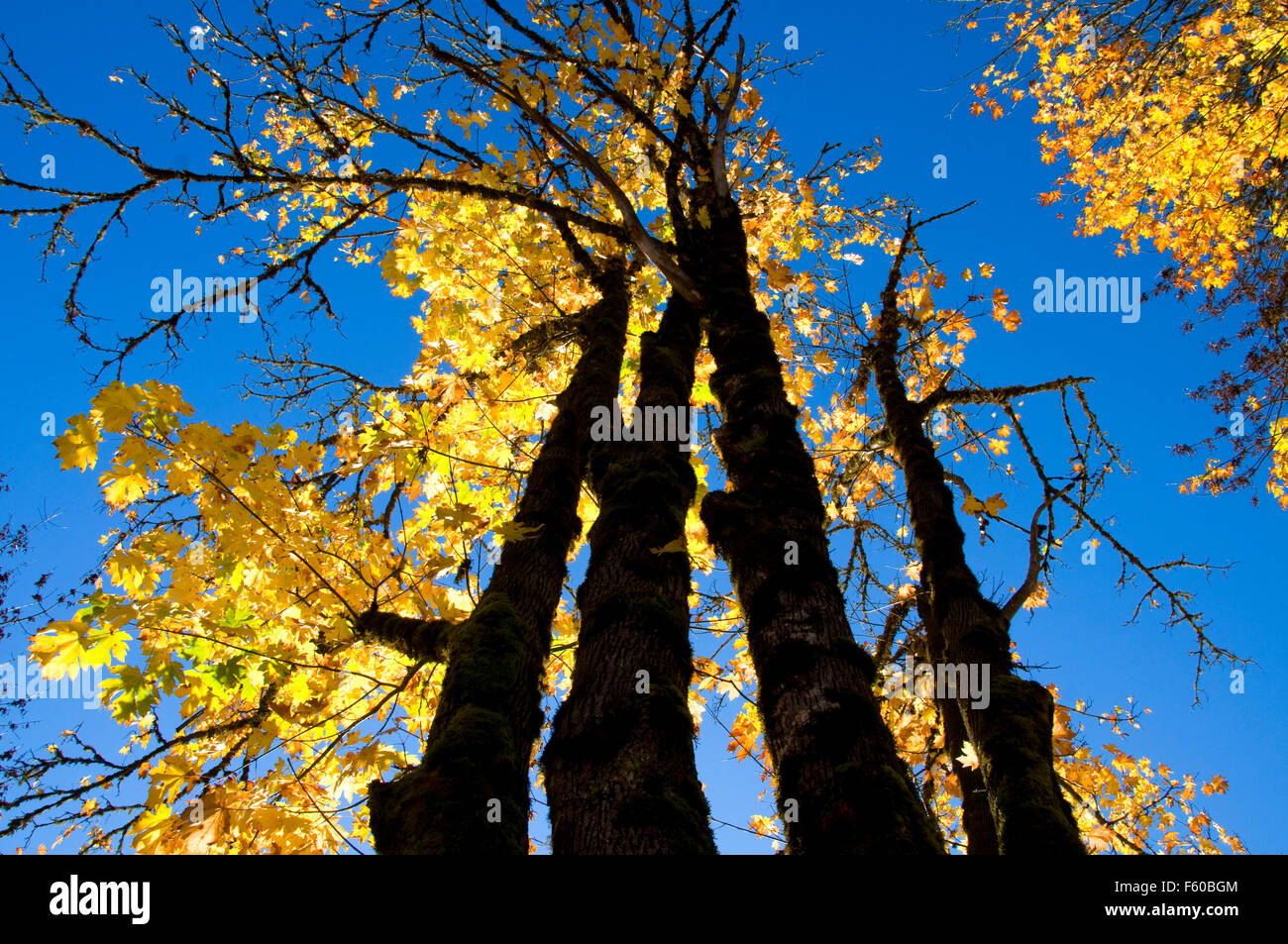 Bigleaf maple tree hi-res stock photography and images - Alamy