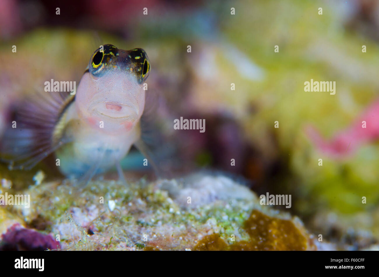 Striped blenny hi-res stock photography and images - Alamy