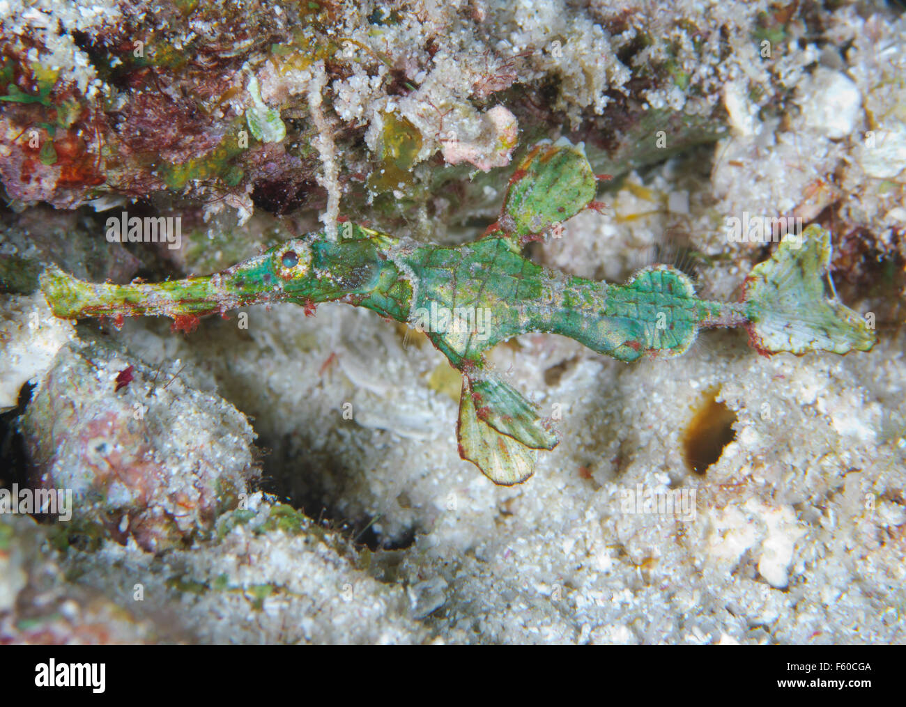 Halimeda algae hi-res stock photography and images - Alamy