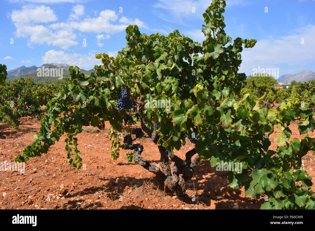Vineyard in wine producing area of the Jalon Valley, Alicante Province ...