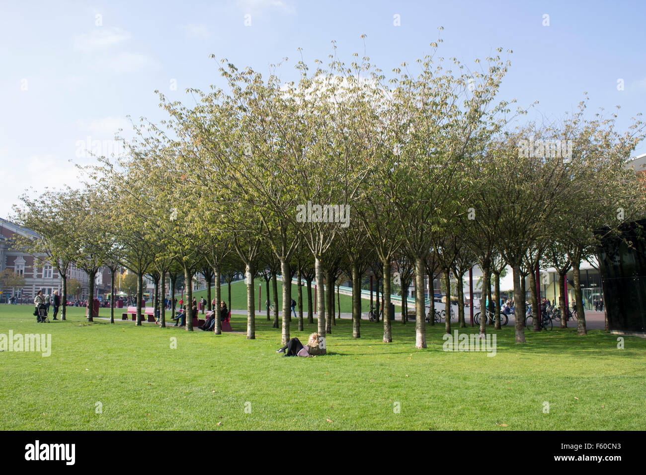 Trees at Museumplein in Amsterdam, the Netherlands on a sunny day Stock ...