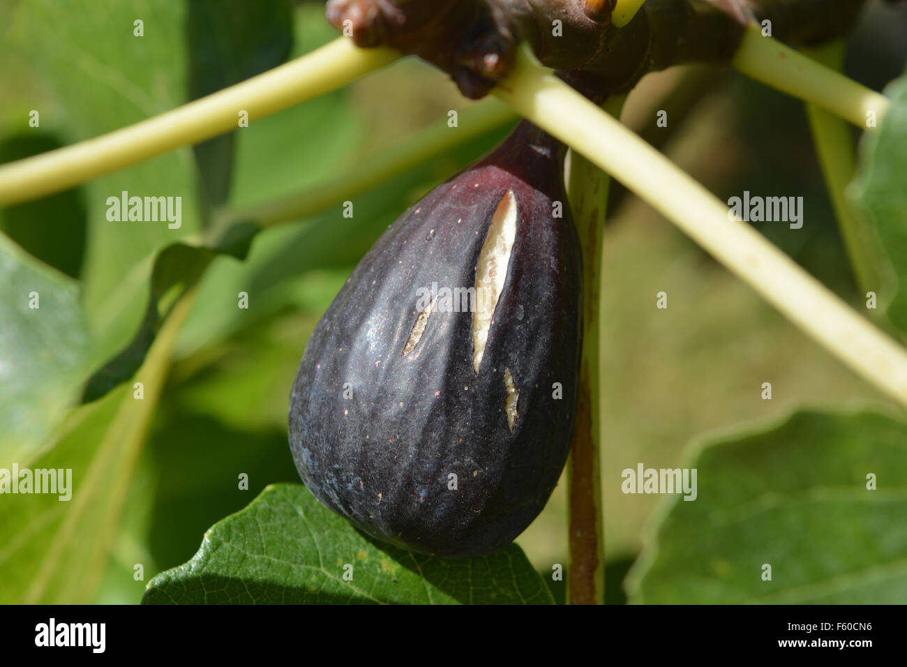 Fig tree summer hi-res stock photography and images - Alamy