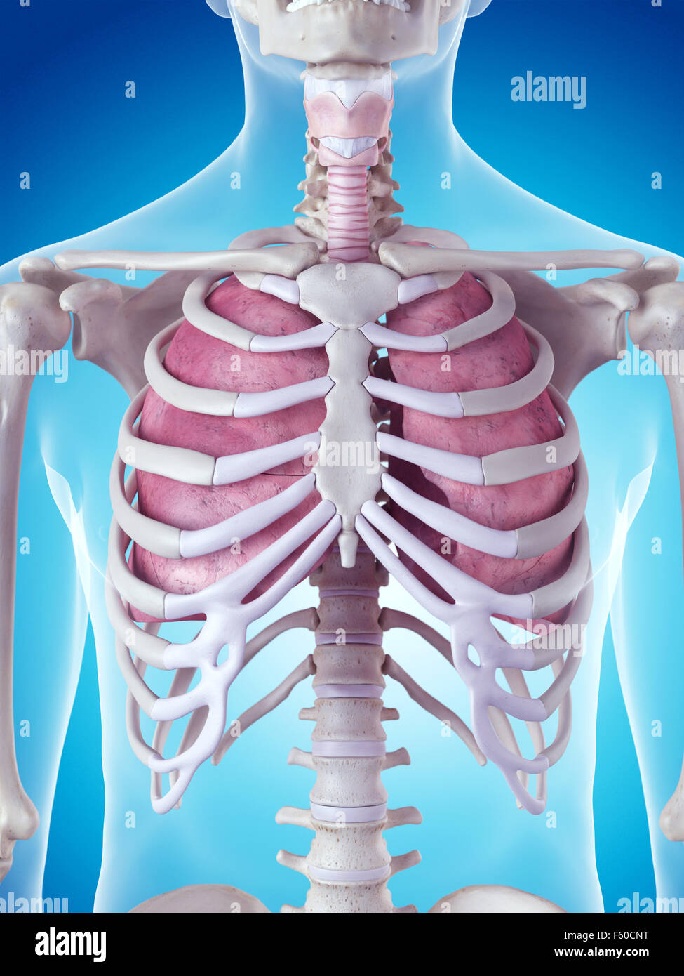 medically accurate illustration of the human lung Stock Photo - Alamy