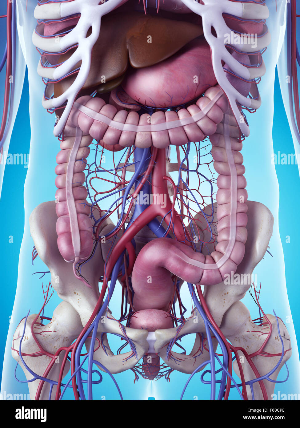 medically accurate illustration of the colon Stock Photo - Alamy