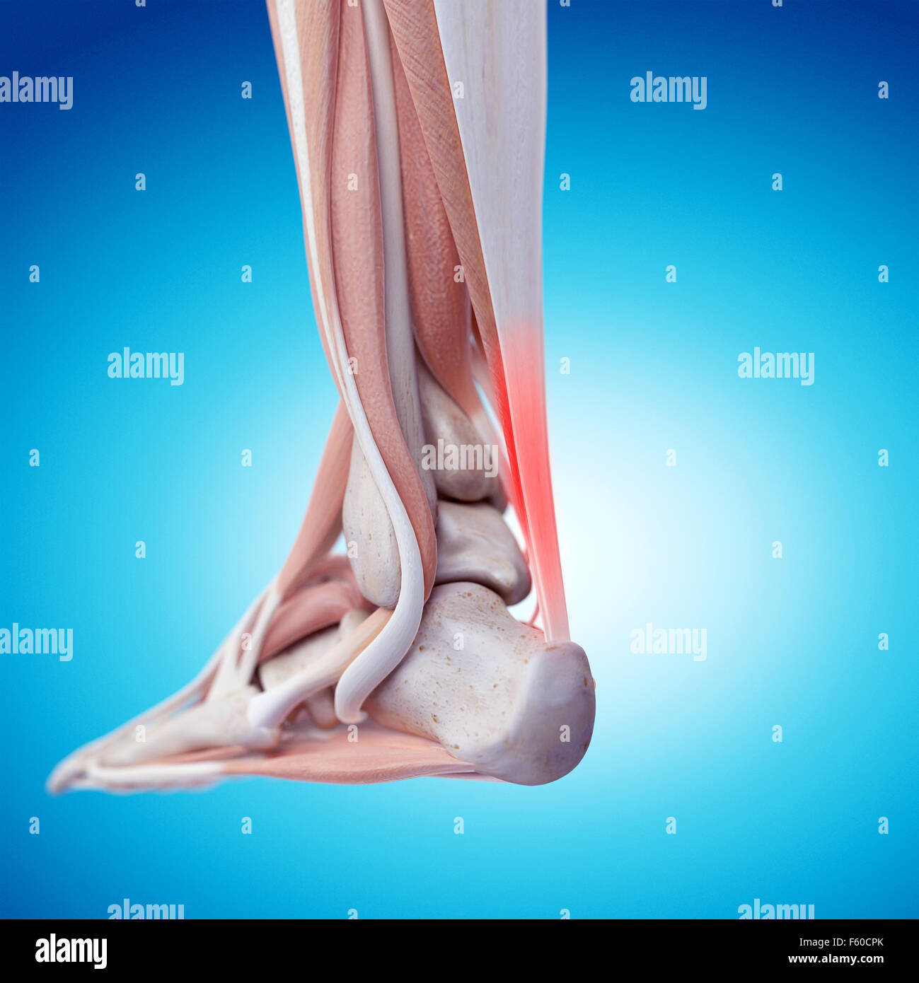 Achilles tendon illustration hi-res stock photography and images - Alamy