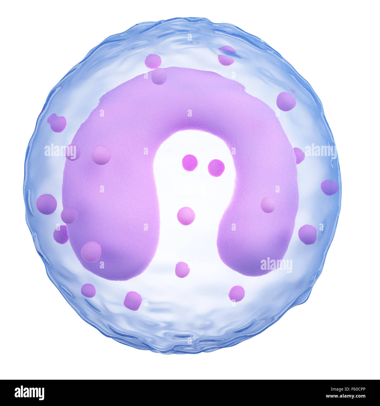 Monocyte hi-res stock photography and images - Alamy