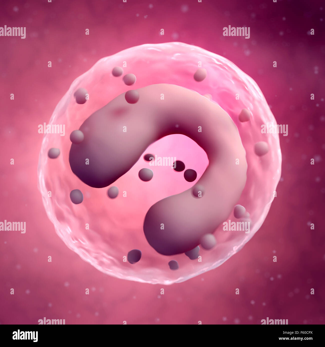 Monocyte High Resolution Stock Photography and Images - Alamy