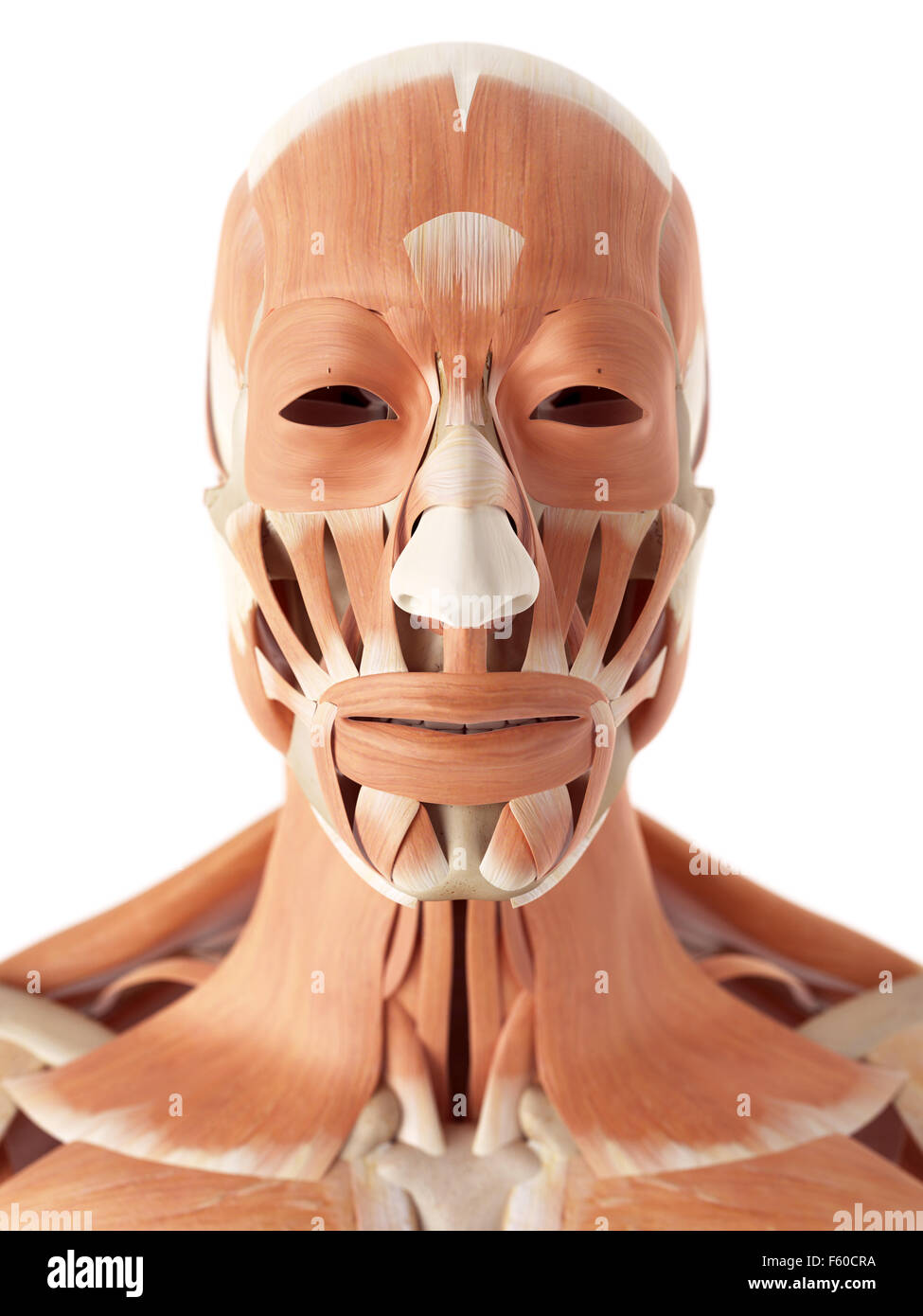 Face muscles illustration hi-res stock photography and images - Alamy