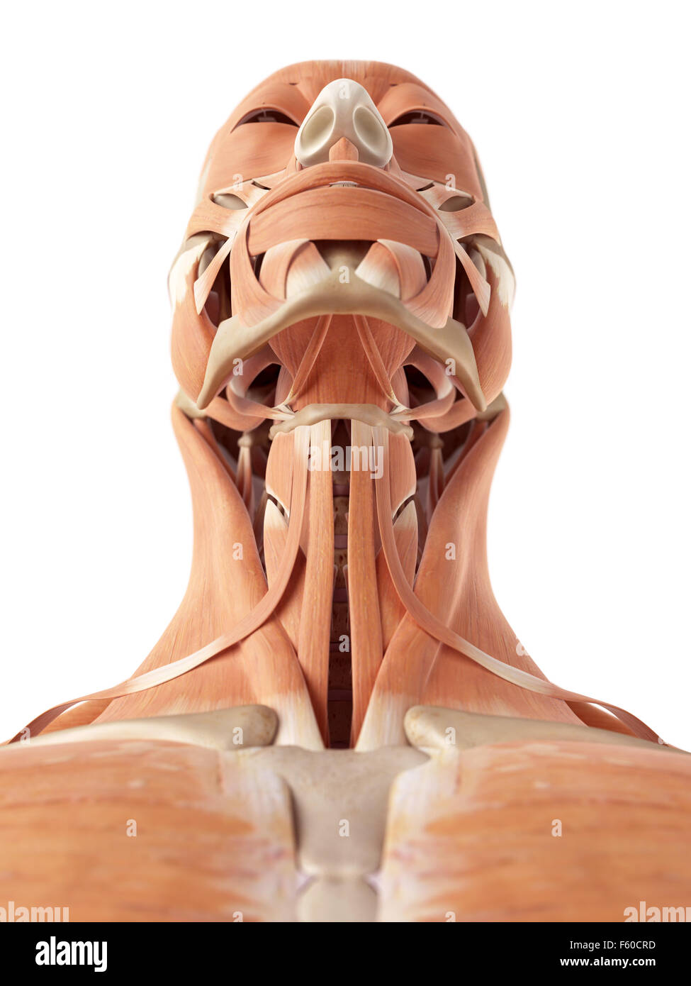 Muscles of the face and neck hi-res stock photography and images - Alamy