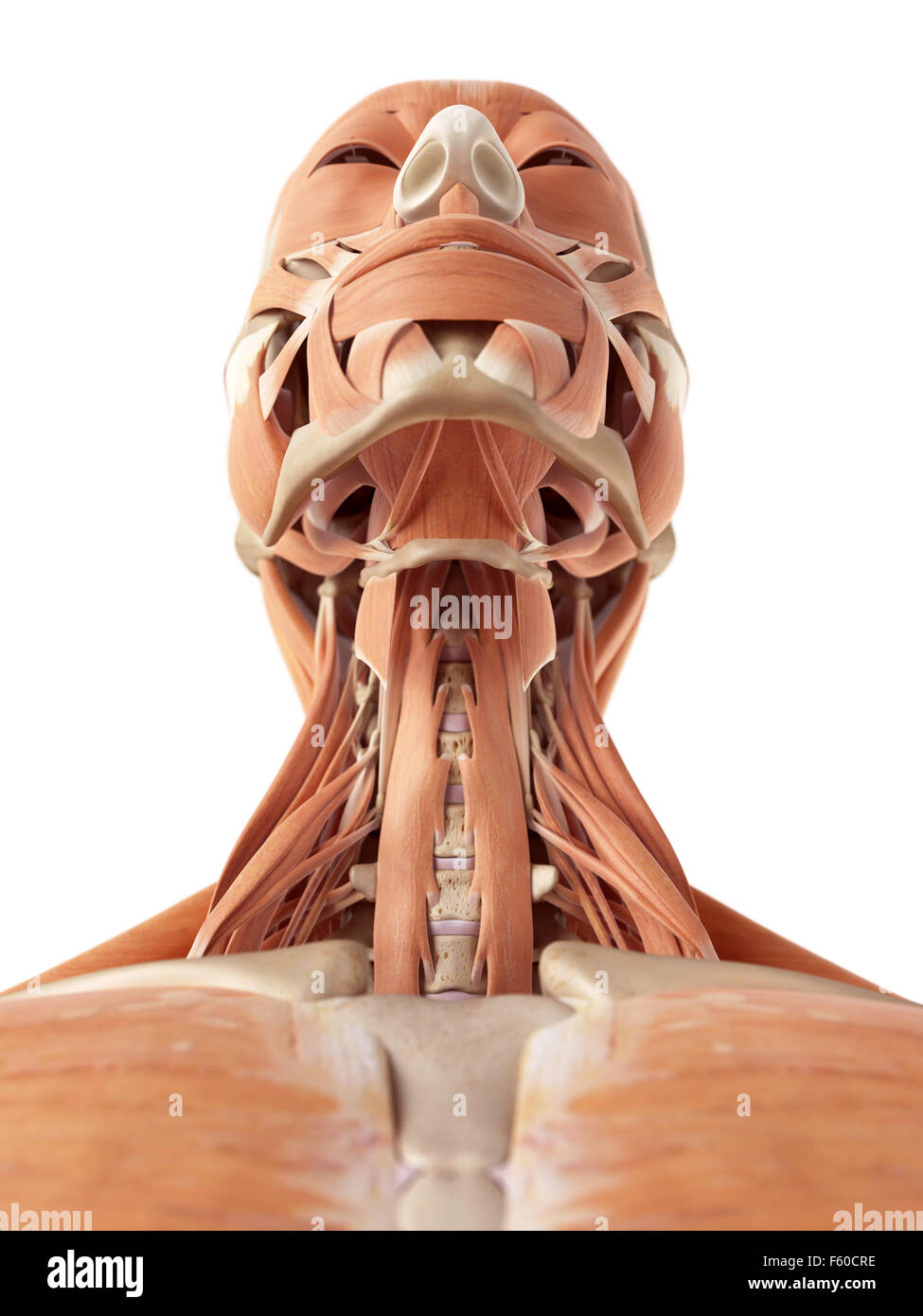 Muscles of the face and neck hi-res stock photography and images - Alamy