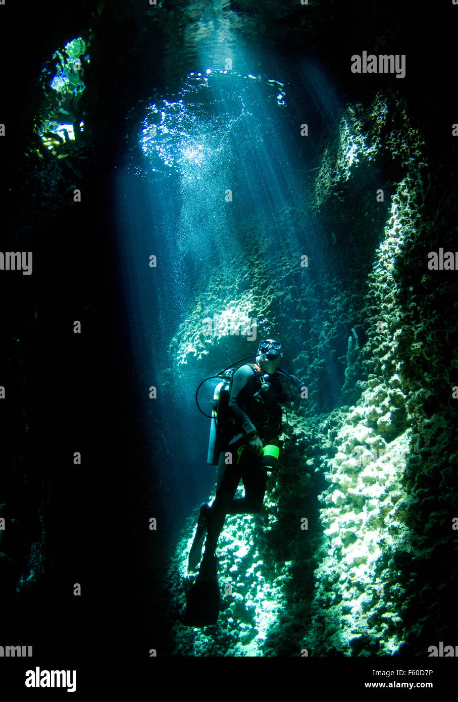 Diving Leru Cut Stock Photo - Alamy