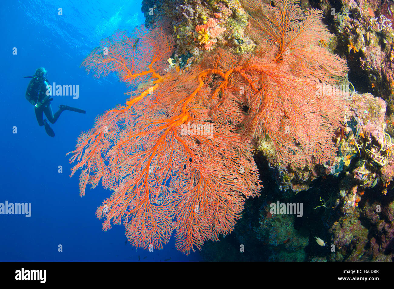 Sea fans and diver Stock Photo - Alamy