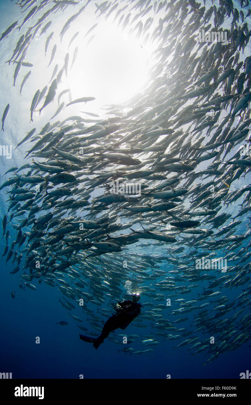 Trevally fish hi-res stock photography and images - Alamy