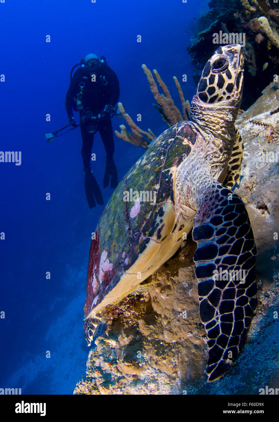 Solomon sea turtle hi-res stock photography and images - Alamy