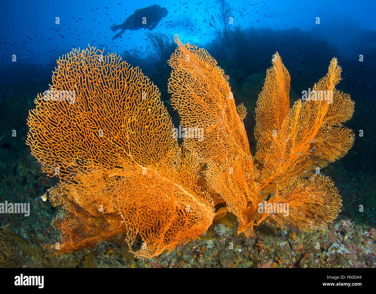 Sea fans and diver Stock Photo - Alamy