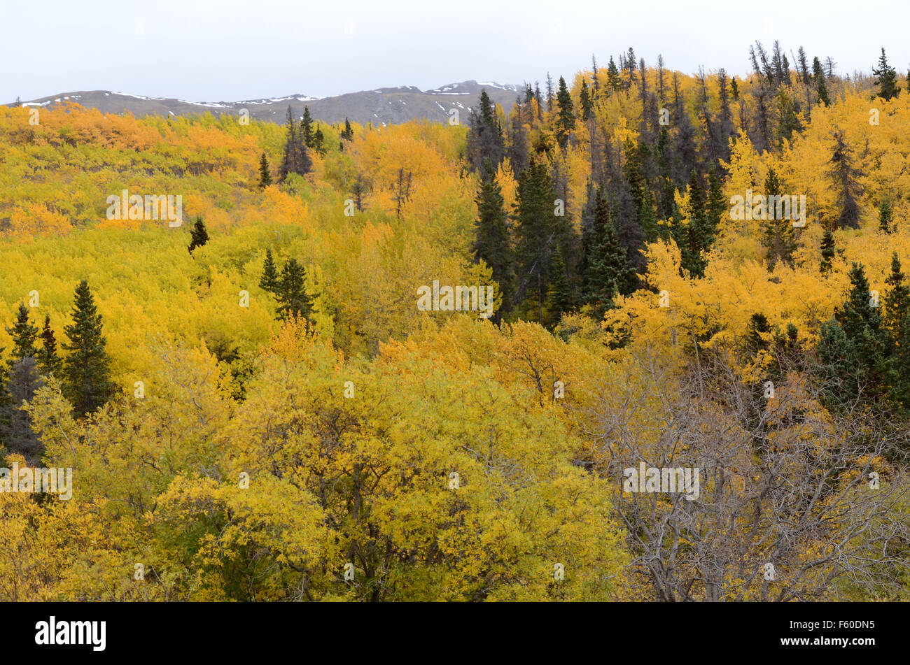 Yukon landscape in the fall Stock Photo - Alamy