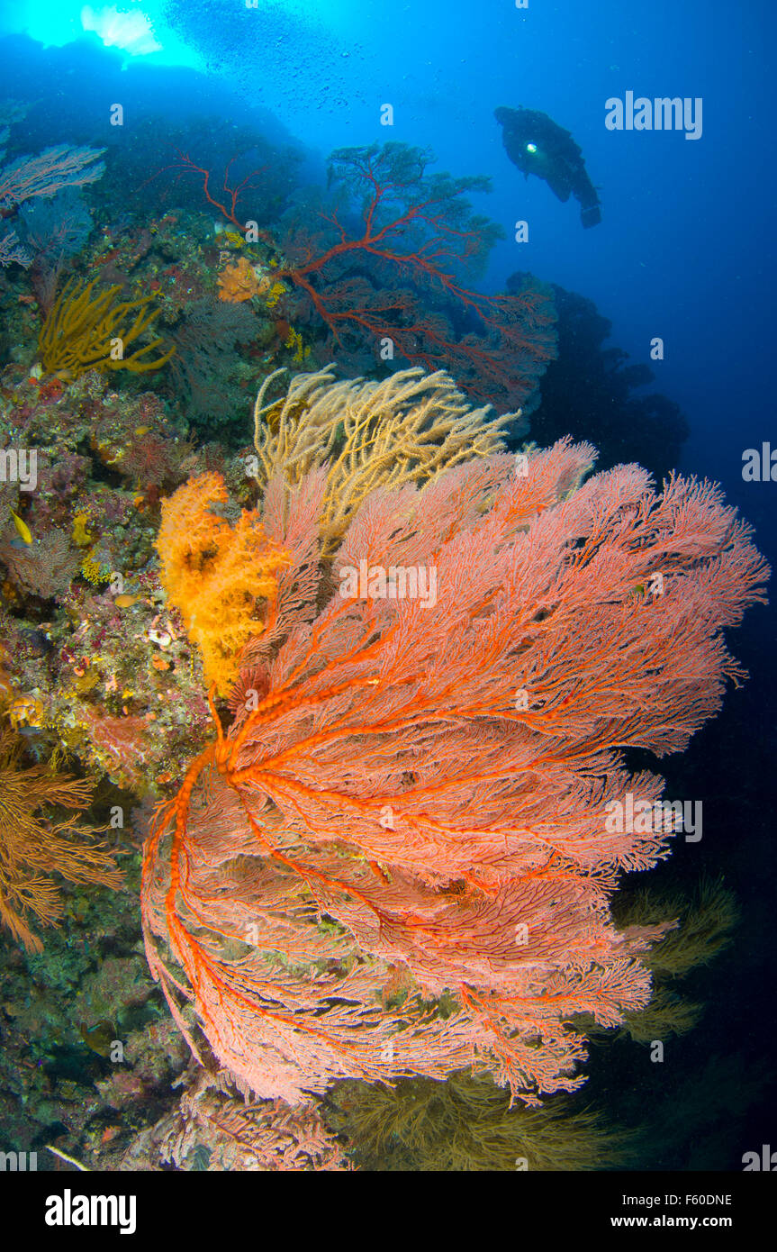 Sea fans and diver Stock Photo - Alamy